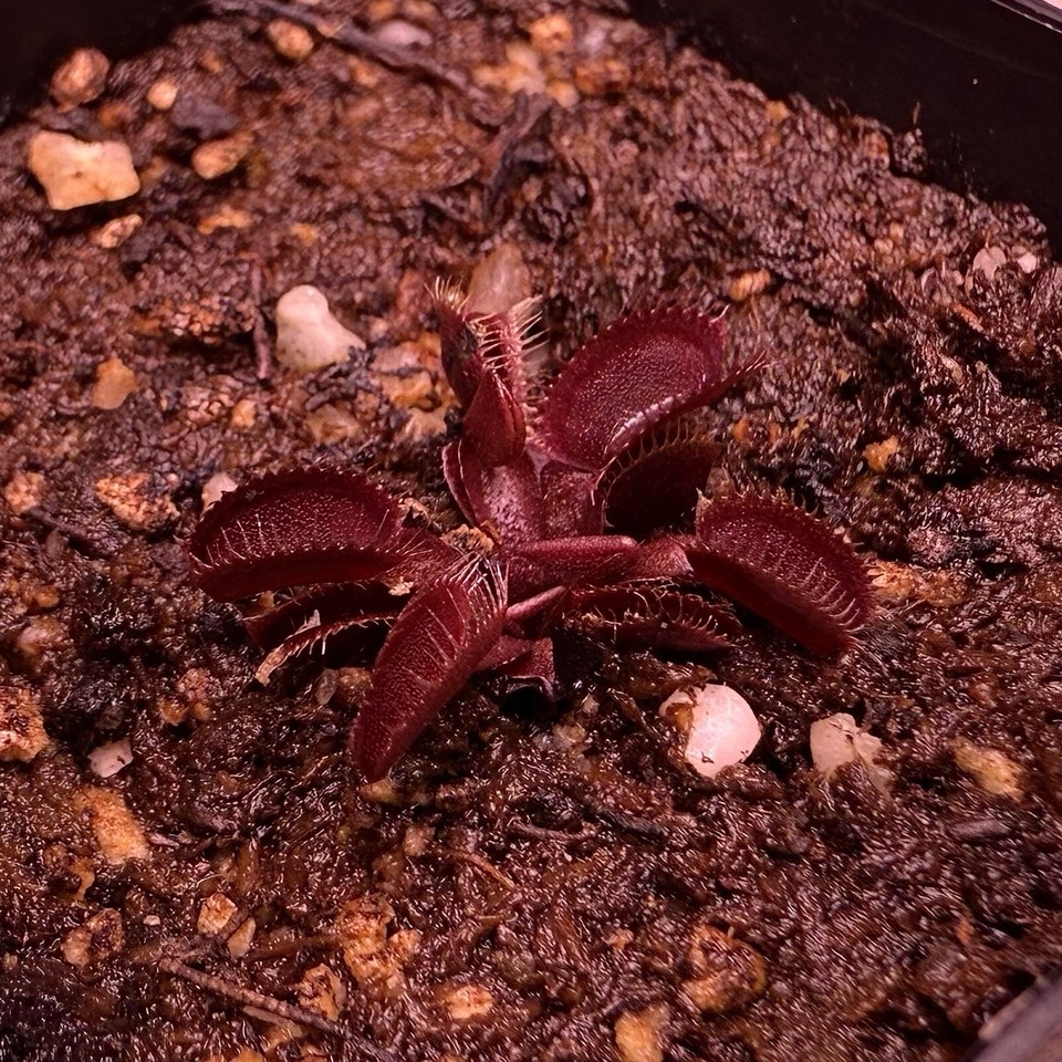 Venus Flytrap FTS Incredible Red Hulk Red Super Giant Cultivar | eBay