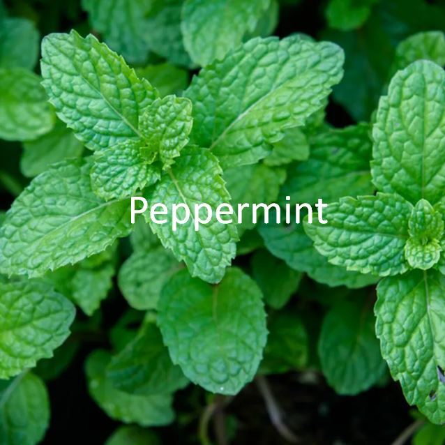 MINT SEEDS COLLECTION - Spearmint, Peppermint and Apple Mint Seeds ...