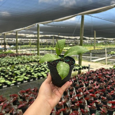 Hoya Chicken Farm | Live Indoor & Outdoor Tropical House plant in 4 ...