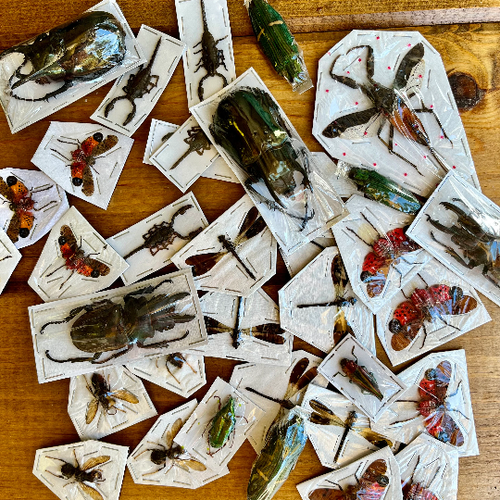 Assorted Bugs and Beetles! Lot of 5. Cool insect species from around ...
