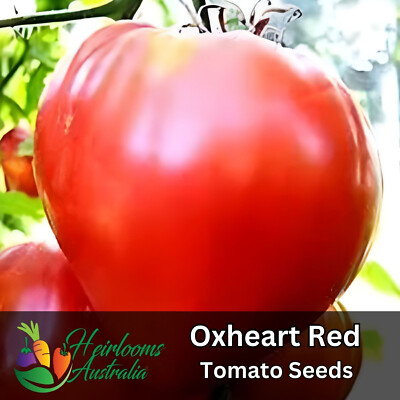 TOMATO 'Oxheart Red' 25+ seeds Heirloom Vegetable Garden LARGE HEART ...