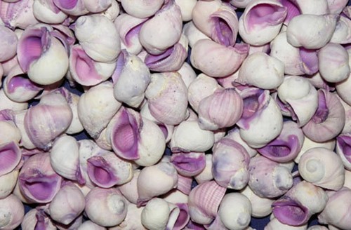 BULK Cebu Beauty Snail Craft Seashells~ 1/2"-3/4"~ ( 20 Shells) | eBay