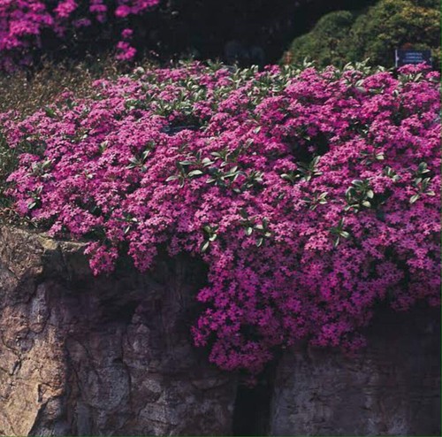 Tumbling Ted SOAPWORT – SAPONARIA OCYMOIDES - 800 Seeds - TRAILING ...