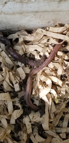 Worm Shocker Earthworm for Fishing Dont Ever Buy Nightcralers Worms ...