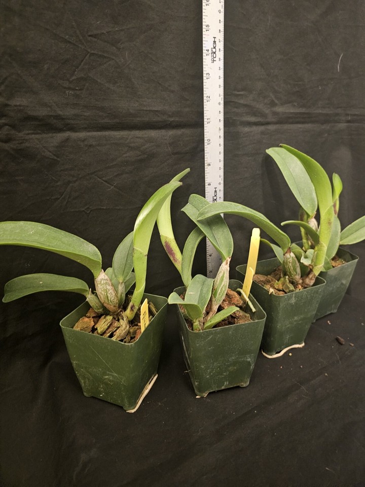 Rlc Robert Strait 'Islanders Delight' Near Bloom Size Cattleya Orchid ...