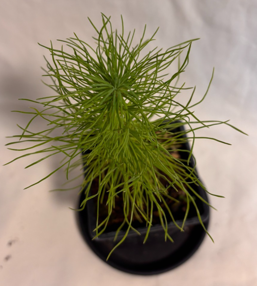 Monterey Pine Pinus Radiata UK hardy Pine tree bush future bonsai | eBay UK