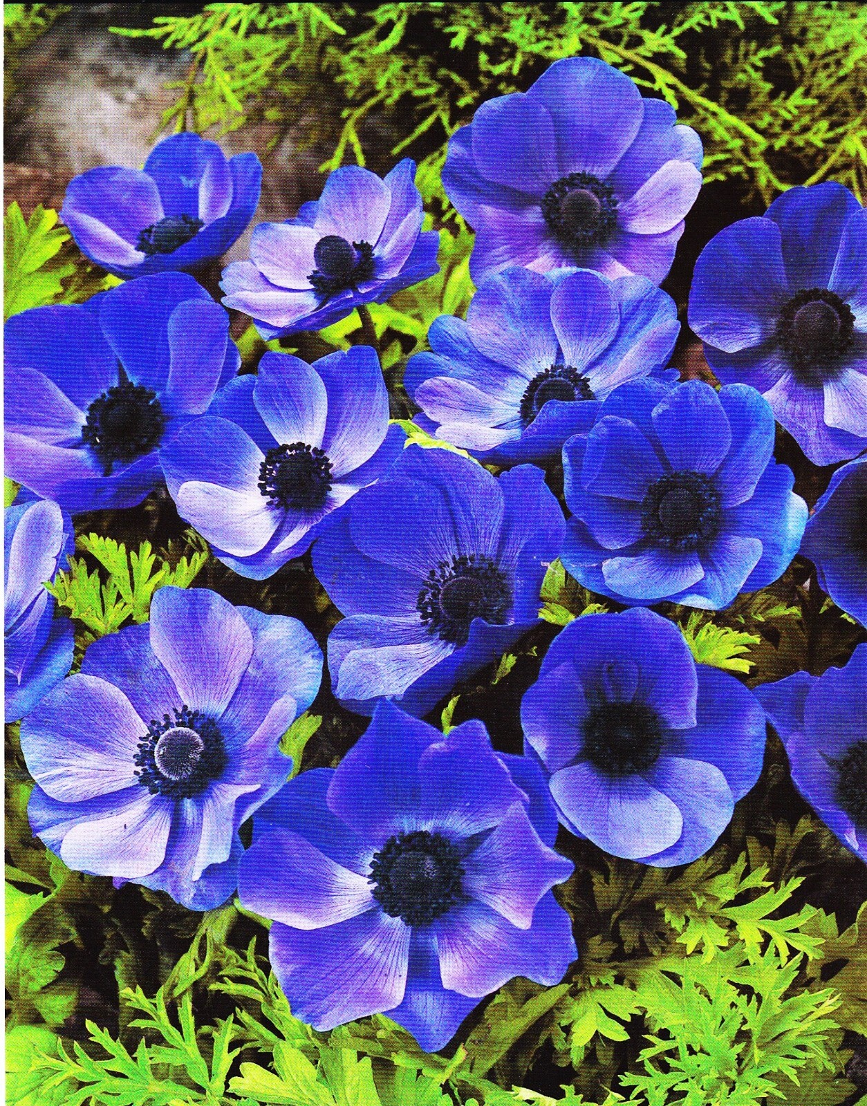 1-100 ANEMONE MR FOKKER (DE CAEN) BULBS BLUE IDEAL FOR ROCKERIES ...