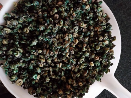 Isam, Periwinkle, Frozend, From Nigeria. 200g@£30.0+£4.50 Next Day,fast ...