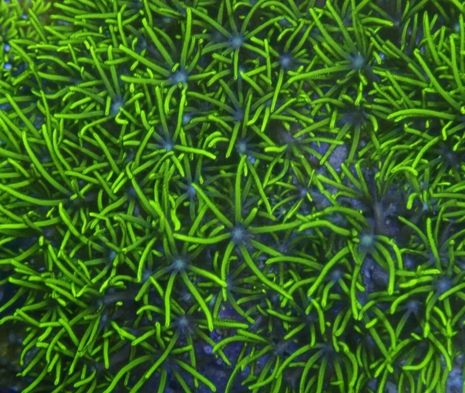 Neon Green Star Polyp GSP Frag Coral-Marine Soft coral LPS SPS ZOA ...