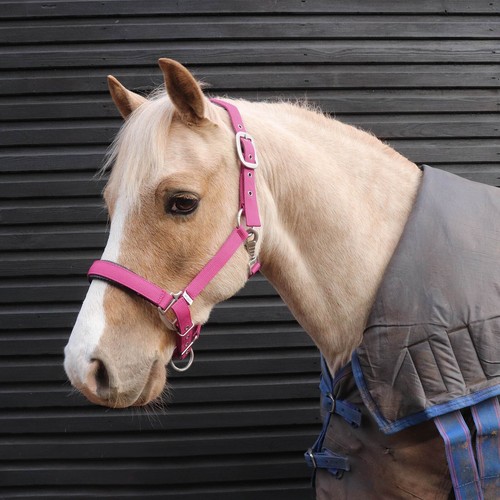 Horse Headcollar, PONY, Pink, Perry Equestrian, Free UK Delivery | eBay UK