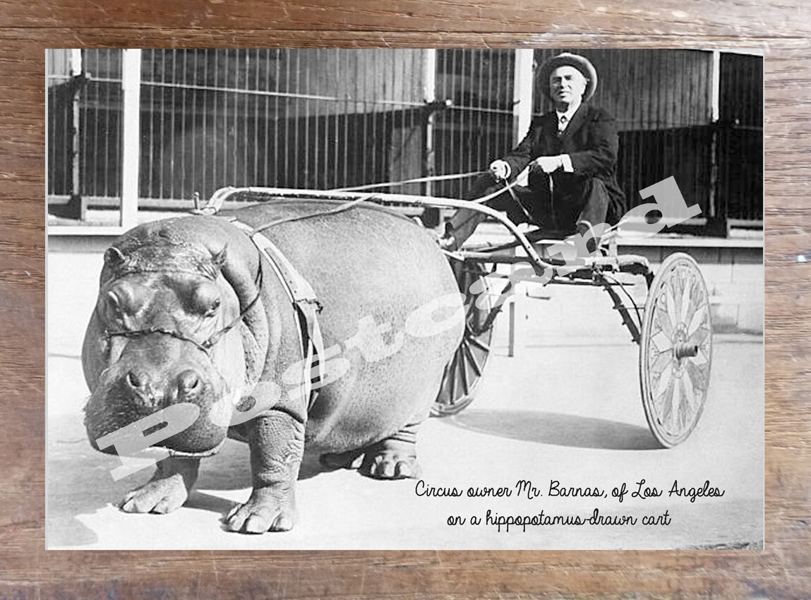 Historic Circus hippopotamus-drawn cart Postcard | eBay