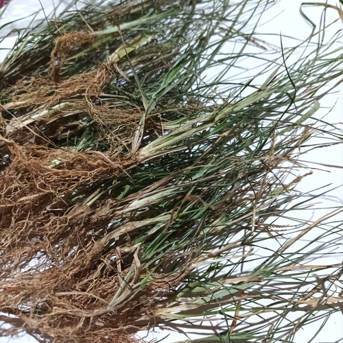 Ayurvedic Dry Paragis Plant 2oz Eleusine Indica Goosegrass Family ...