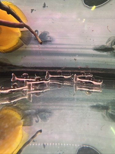 Red Tail Catfish 3 Inches Live Fish | eBay