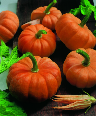 Pumpkin - Jack Be Little (trailing) - 10 Industry Quality Seeds | eBay UK