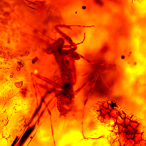 Amber Fossils For Kids