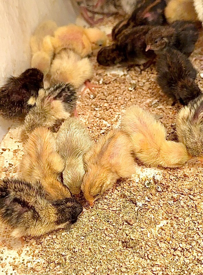 12+ Button Quail Hatching Eggs — 4 Color Combo Pack — Pure Strains | eBay
