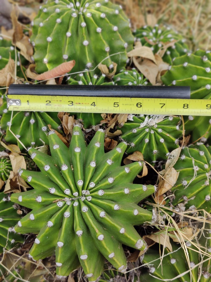 8" x 3/4" bushcraft Ferrocerium rod/ firesteel/ ferro rod "Dragon's ...