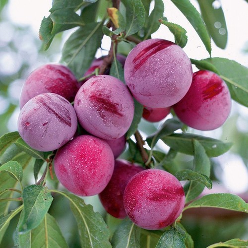 Santa Rosa Plum Tree Cuttings (8 Scions Heirloom Fruit Tree Grafting ...
