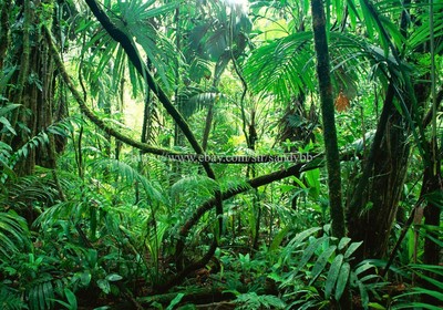 art and prints AMAZON RAINFOREST 1 paper poster | eBay