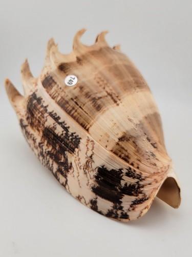 Rare Beautiful Giant Seashell Imperial volute Cymbiola imperialis 8.5 ...