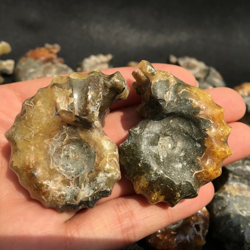 top！ 1pc Natural Horn screw fossil ammonite conch crystal specimen ...