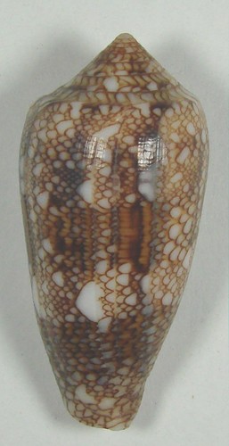 CONUS CANONICUS TIGRINUS 43.84mm SUPER CHOICE SPECIMEN Sulu Sea ...