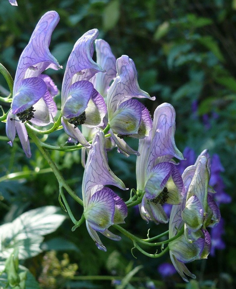 Aconitum variegatum | Devils Helmet | European Monkshood | Wolfs Bane ...