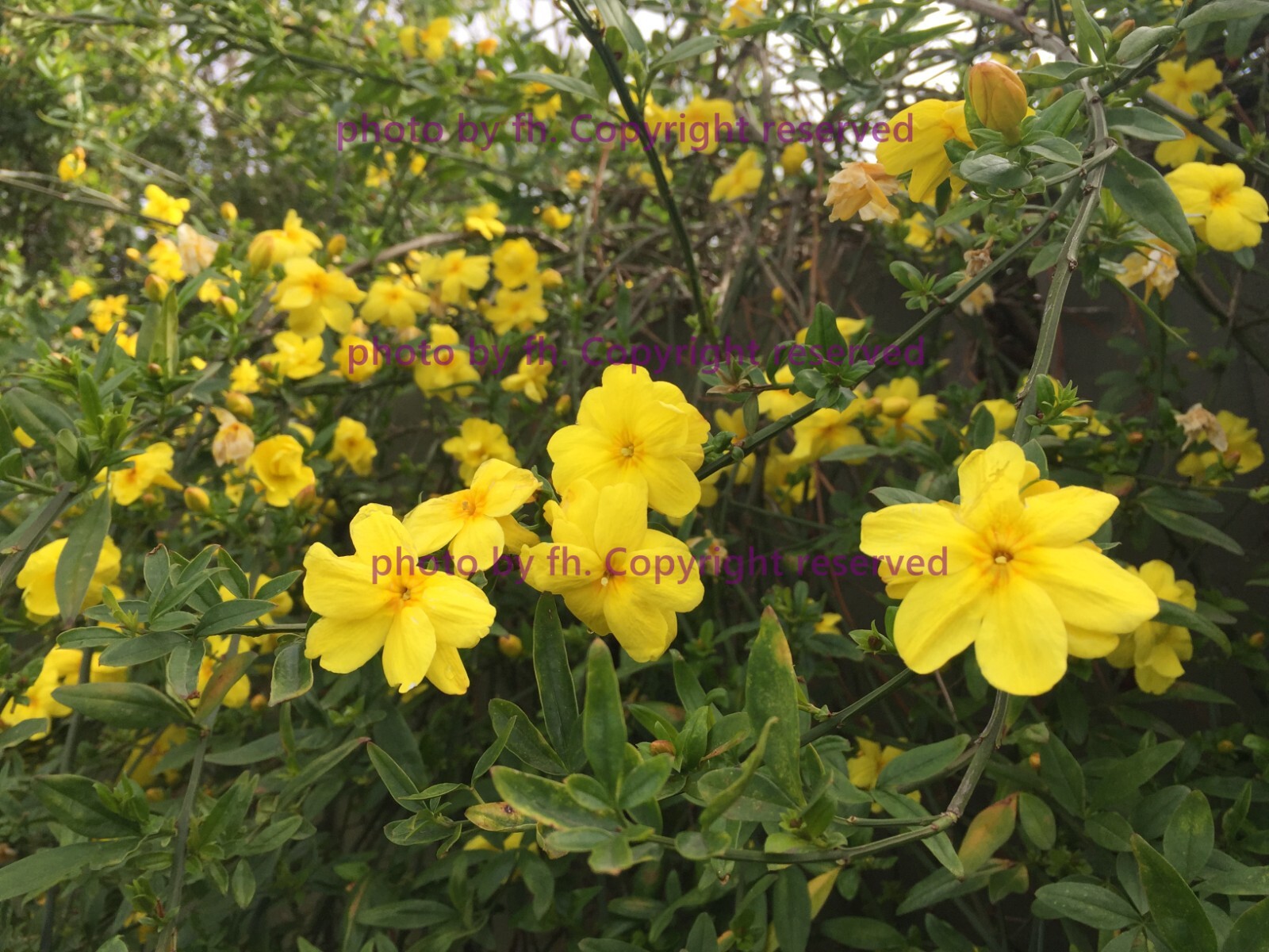 Primrose jasmine/Italian Jasmine/Jasminum mesnyi - Yellow flower climb ...