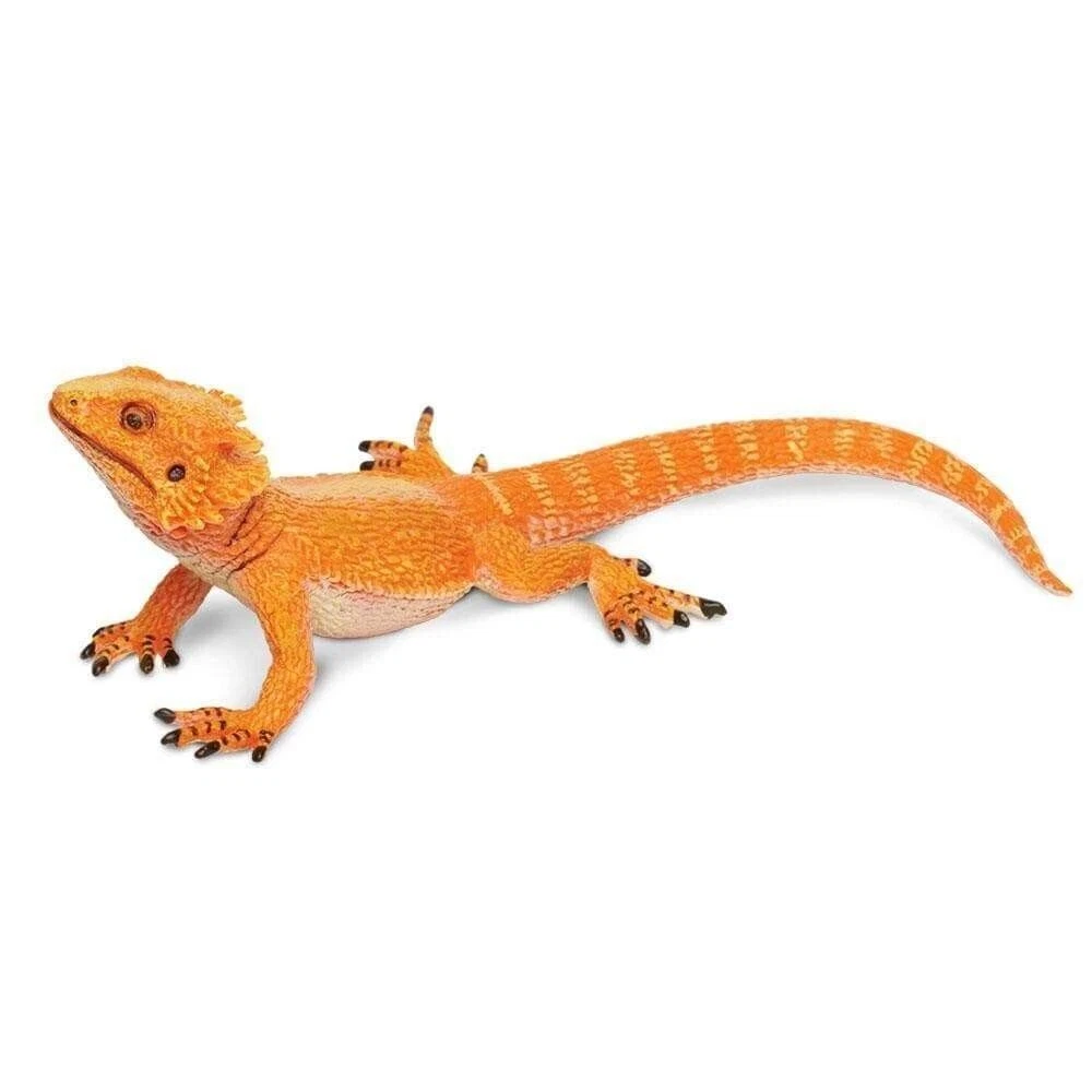 Red Dragon Lizard