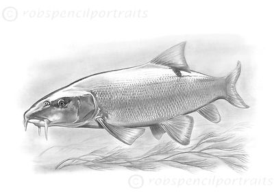 BARBEL Underwater Limited Edition Robin Woolnough Art Print Fishing ...