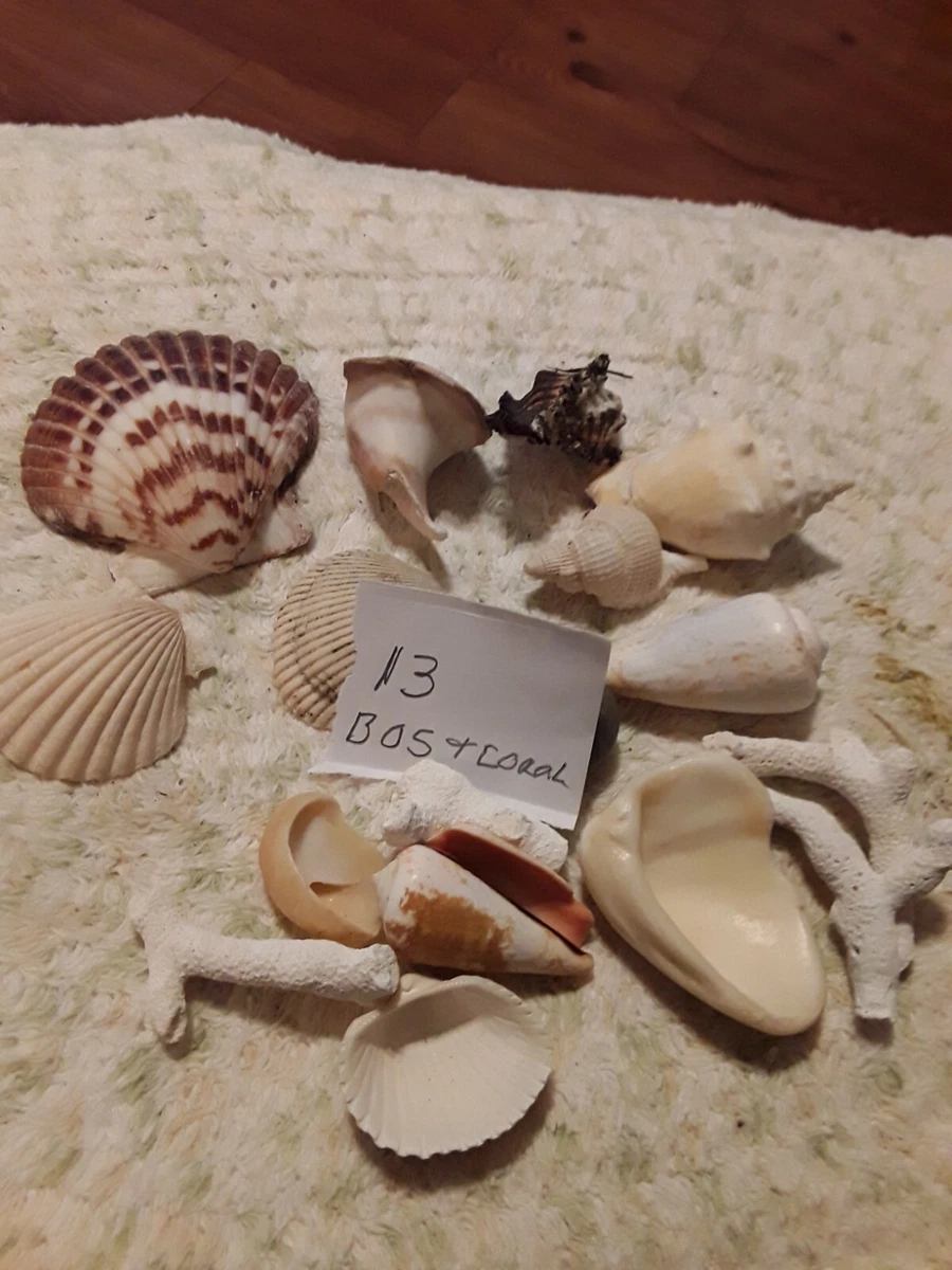 Collect Shells