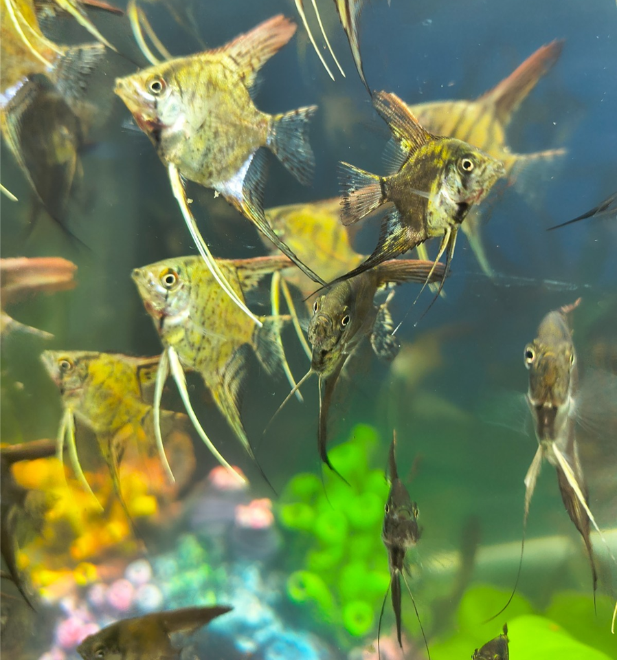 CA Green & Peru Altum Mix Angelfish S/V Tail ~Nckl/Qrtr + sized body (5 ...