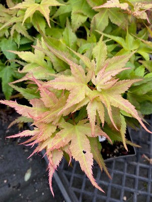 Japanese Maple Japanese Princess | eBay