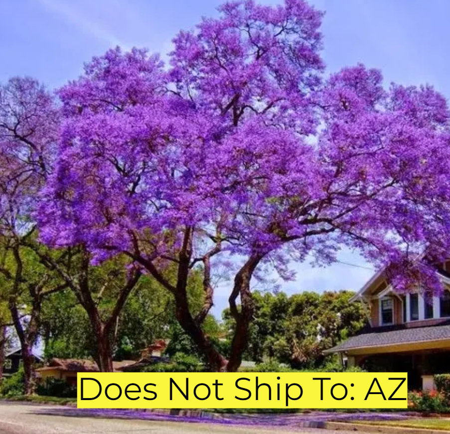 Jacaranda Tree Live Plant Mimosifolia Flowering Purple 1 Gal Pot 1-2 ...