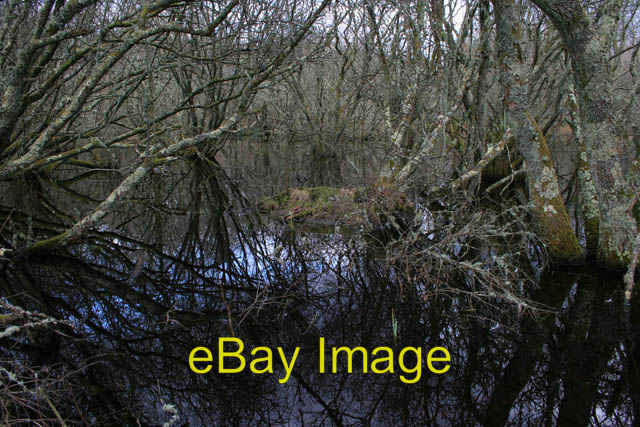 Photo 6x4 Wet woodland at Par Pond Kilhallon Wet woodland occurs on ...