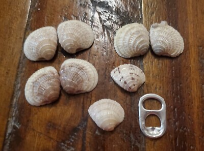 cross barred venus clam shells | eBay