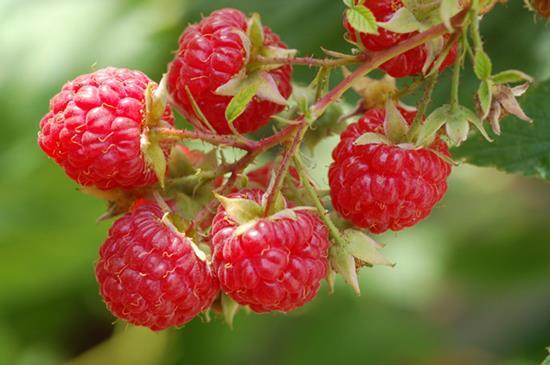 1 DORMAN RED Live Raspberry Plant - 1-2 yr Old - Ready for Planting | eBay