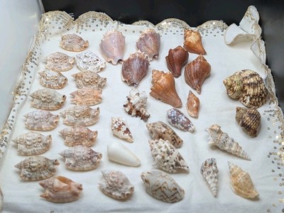 ASSORTED Conch Seashell LOT Med. Sized Conus Straitus Some Rare Shells VINTAGE | eBay