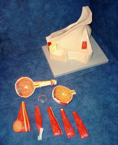 Altay Scientific Eye with Orbit Model - 5 Times Normal Size #3 | eBay