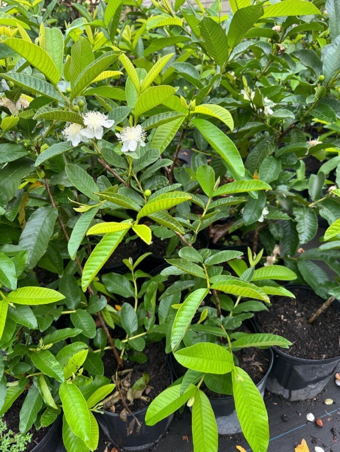 Ruby Supreme Pink Guava Tree - 2-3ft Tall - 1gal - Psidium Guava - No ...