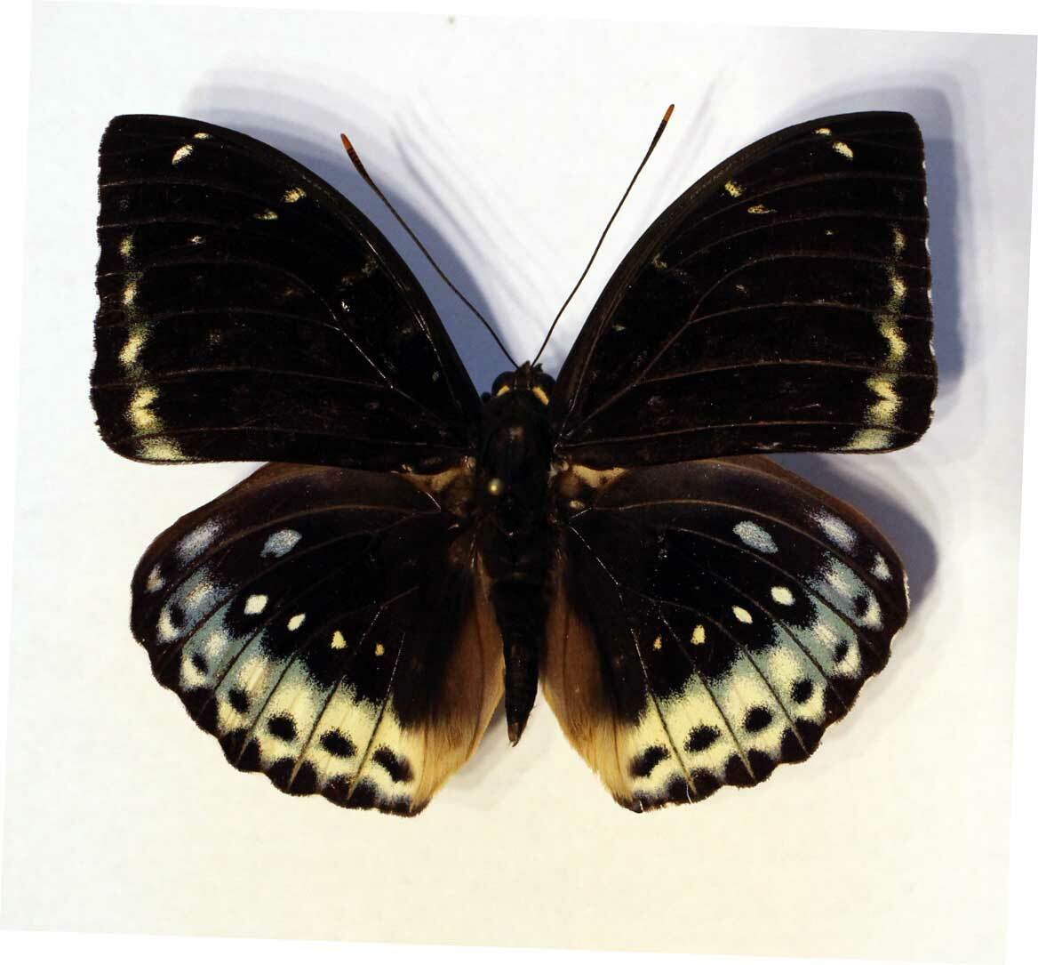 LEXIAS AEGLE MIYATAI - set/spread specimen | eBay
