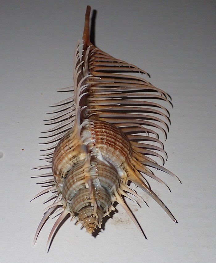 170 mm Long HUGE Murex Suttipraneeae Seashell #AK1 Phi-Phi Island ...