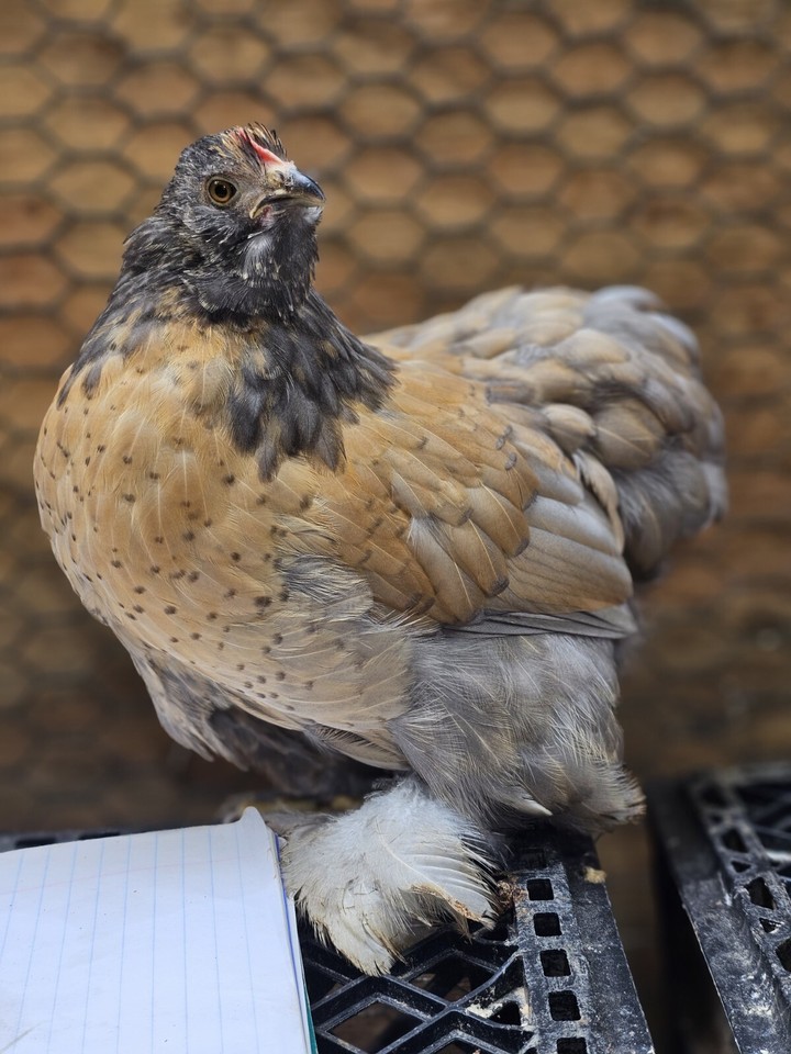 Bantam Cochin eggs From SHOW Stock! Color Pack. Possibly Frizzled | eBay
