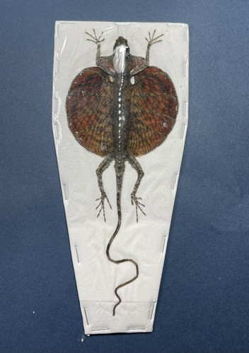 REAL RED Draco Flying Lizard Draco haematopogon Taxidermy Indonesian ...