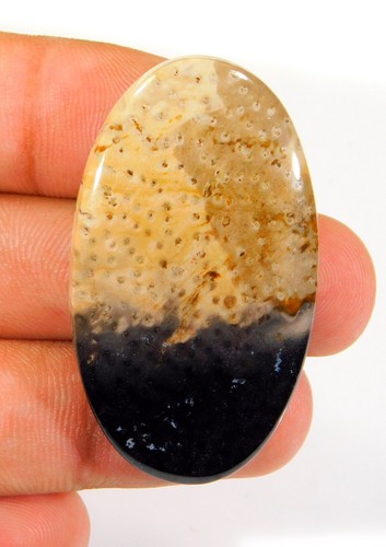 73.CT Rare Naturel Pétrifié Plam Racine Agate Ovale Cabochon Desseré ...