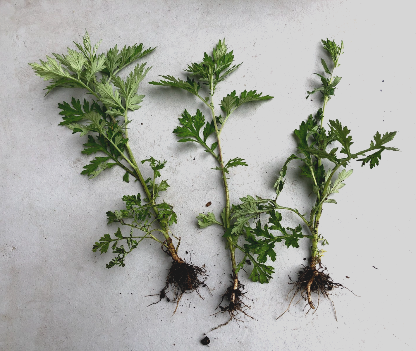 8 Plants Mugwort - Artemisia Argyi - Wormwood Herb - Ai Cao - Deer ...