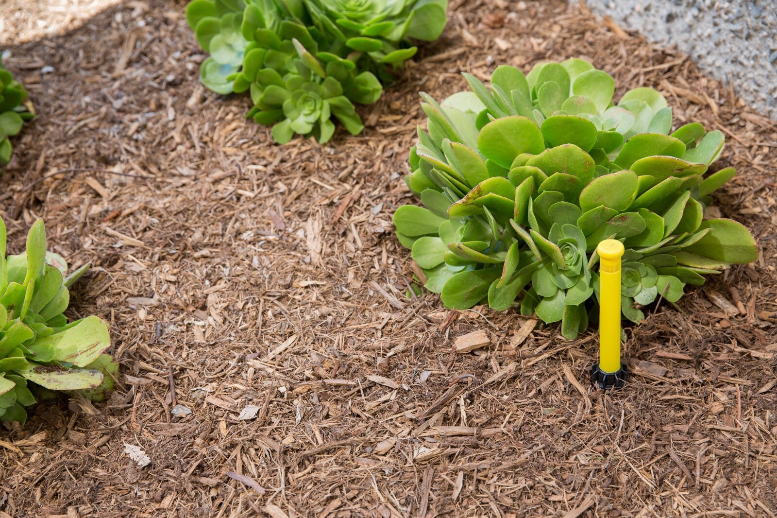 Hunter Eco-Indicator 6" Pop-Up Irrigation System Drip Operation ...