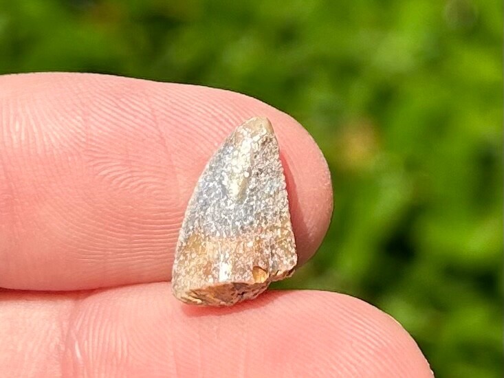 Dinosaur Tooth Fossil Majungasaurus Theropod Cretaceous Madagascar ...