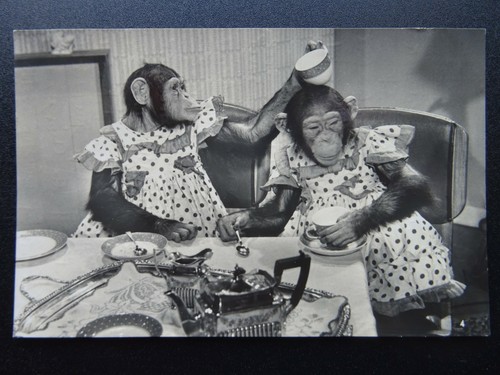 Chimpanzee BROOKES BOND PG TIPS CHIMPS TEA PARTY No.4 c1950's RP ...