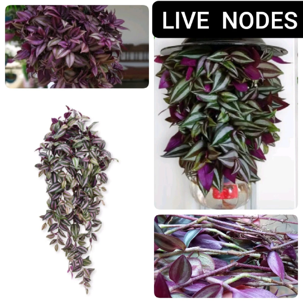 Wandering Jew Plant
